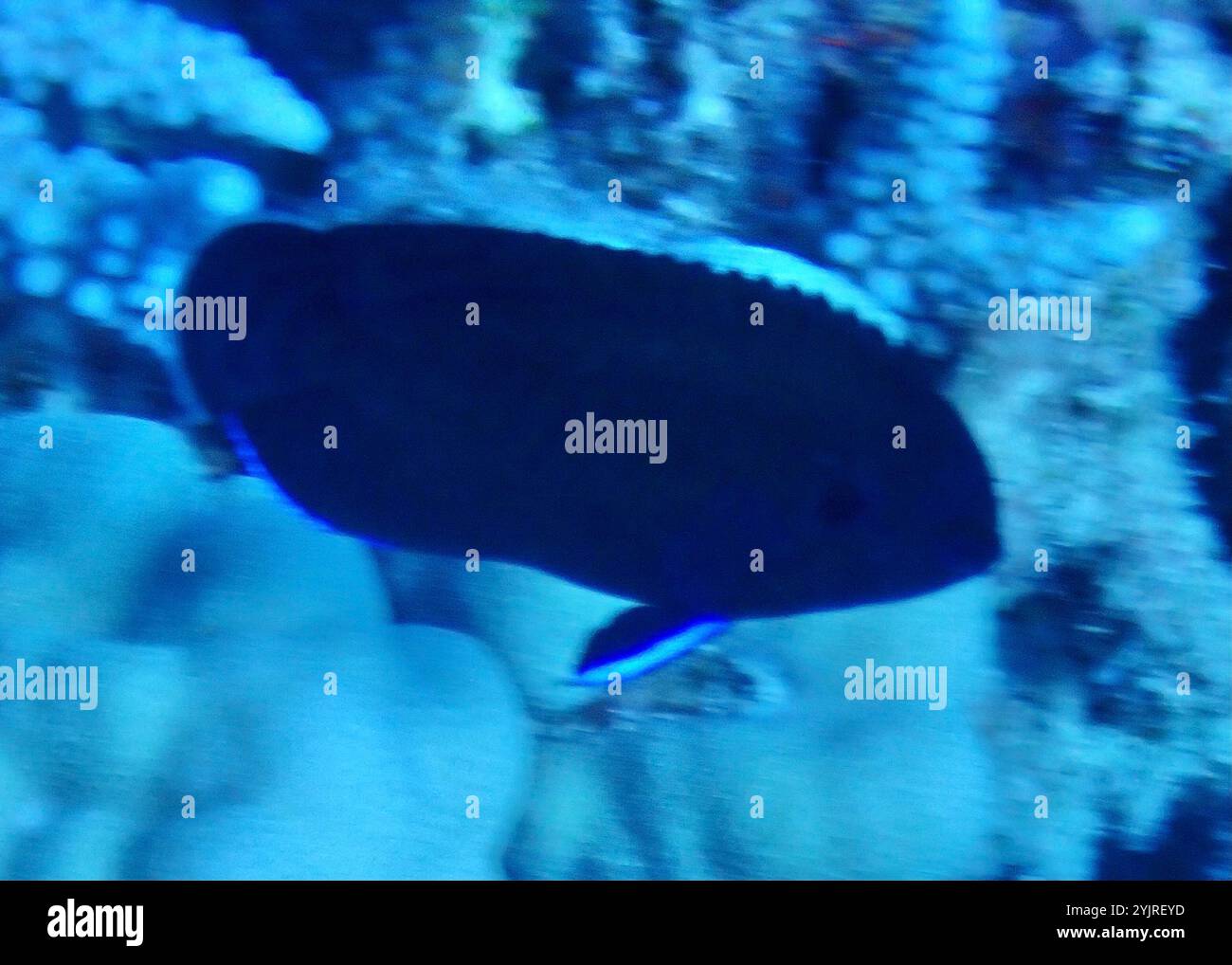 Brown Pygmy Angelfish (Centropyge multispinis Stock Photo - Alamy