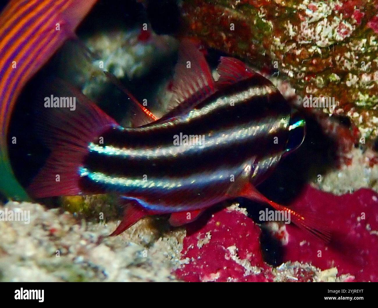 Blackstriped Cardinalfish (Ostorhinchus nigrofasciatus Stock Photo - Alamy