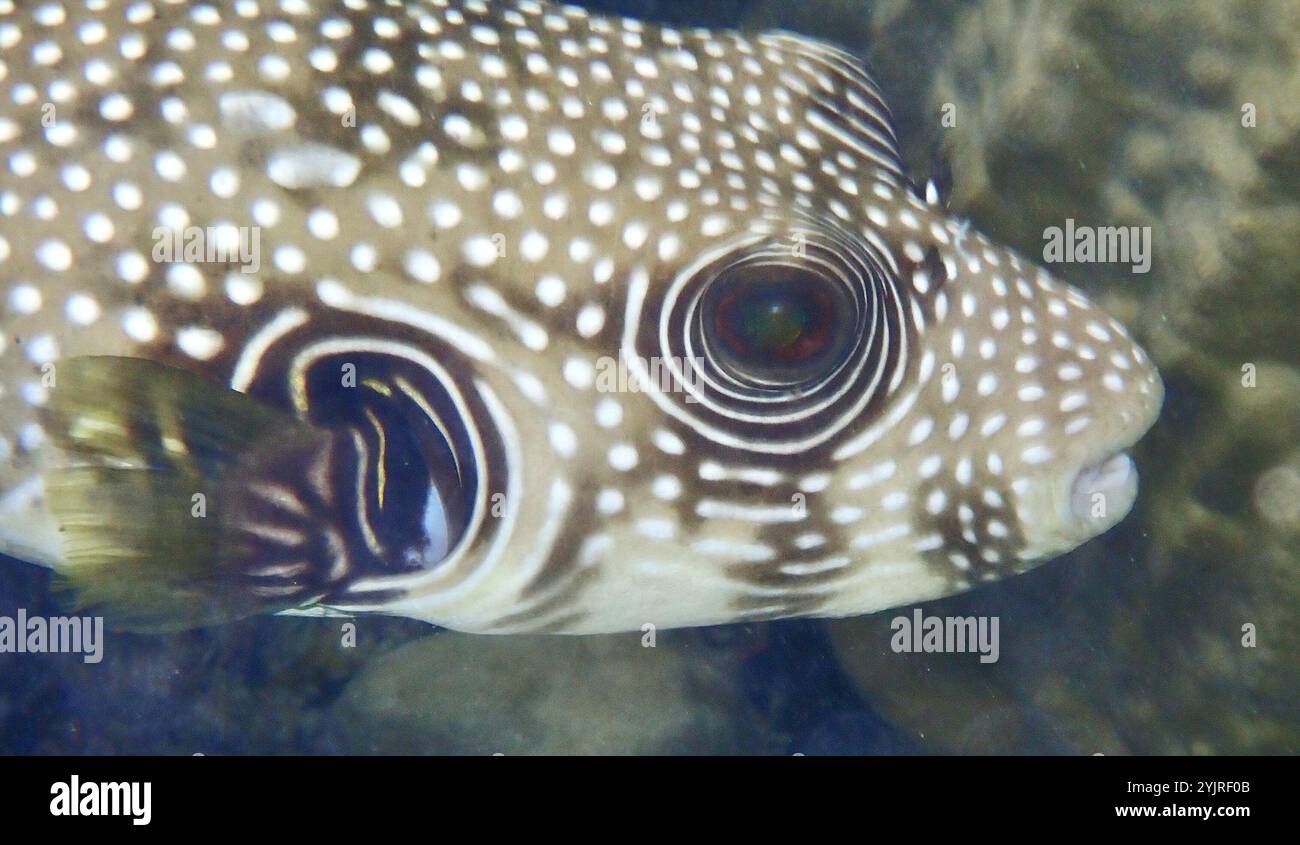 White-spotted Puffer (Arothron hispidus Stock Photo - Alamy