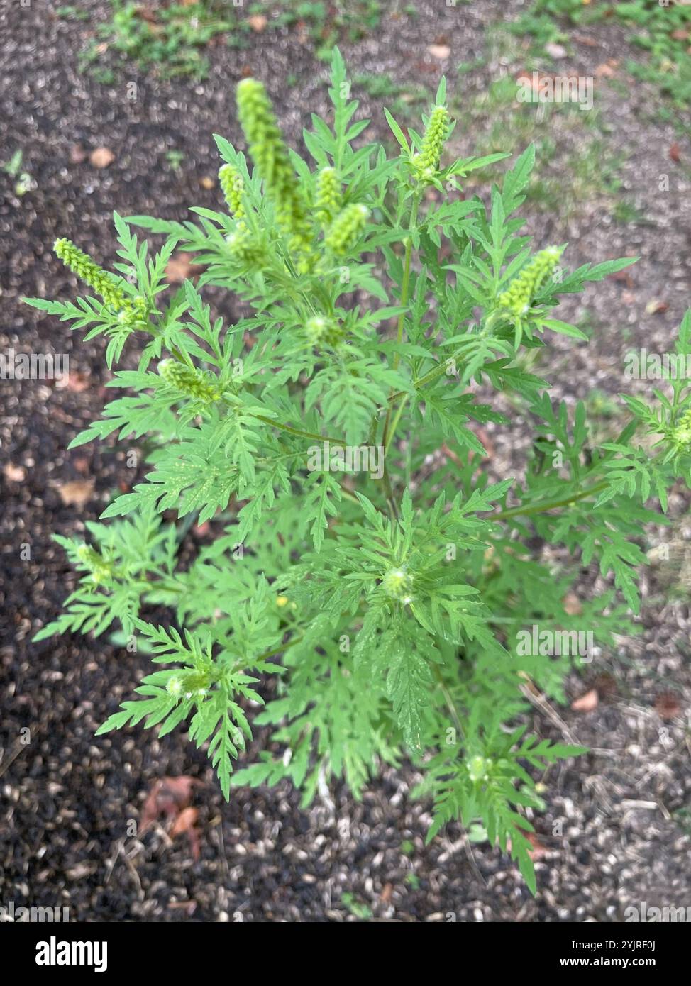 common ragweed (Ambrosia artemisiifolia Stock Photo - Alamy