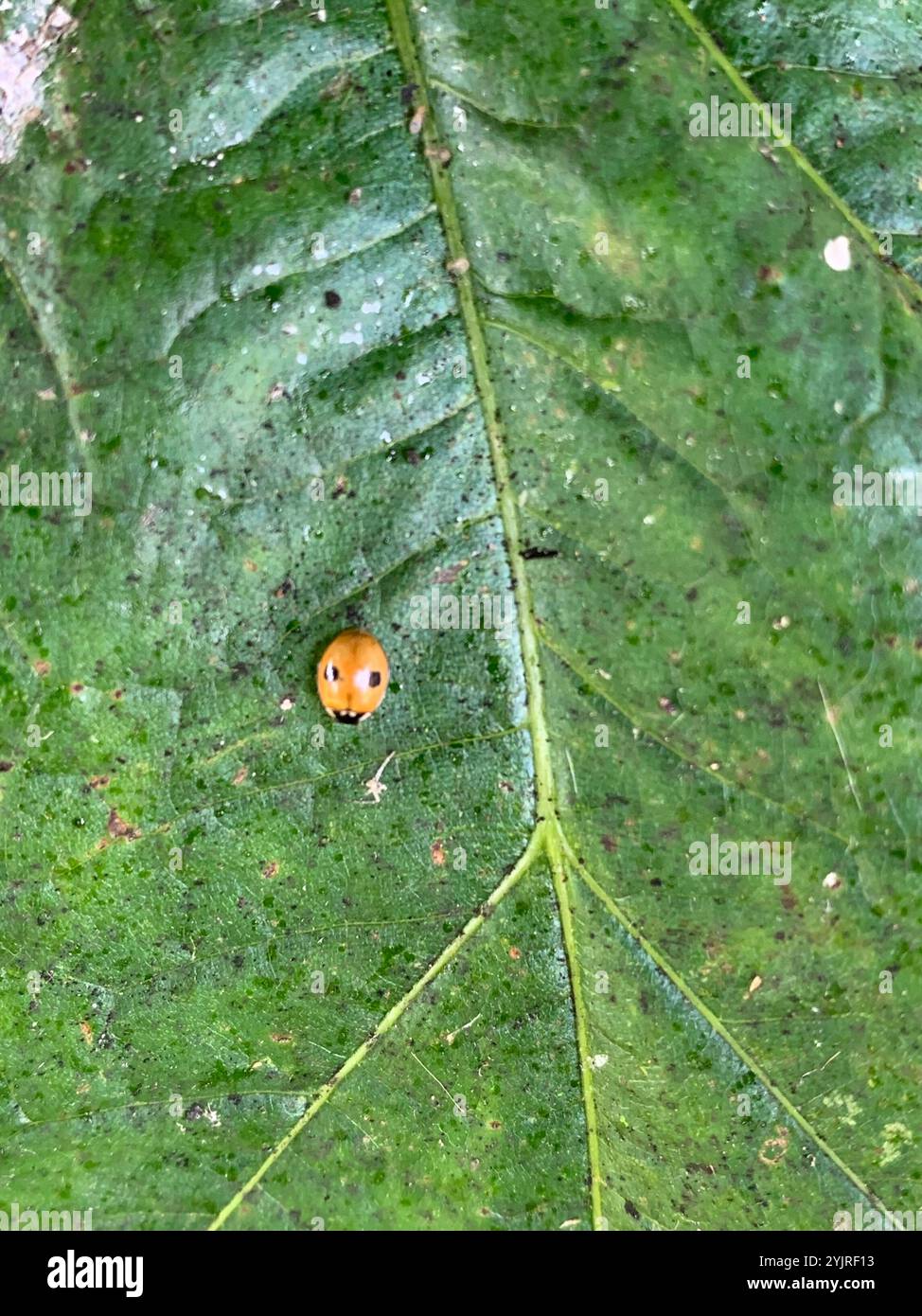 Two-spotted Lady Beetle (Adalia bipunctata Stock Photo - Alamy