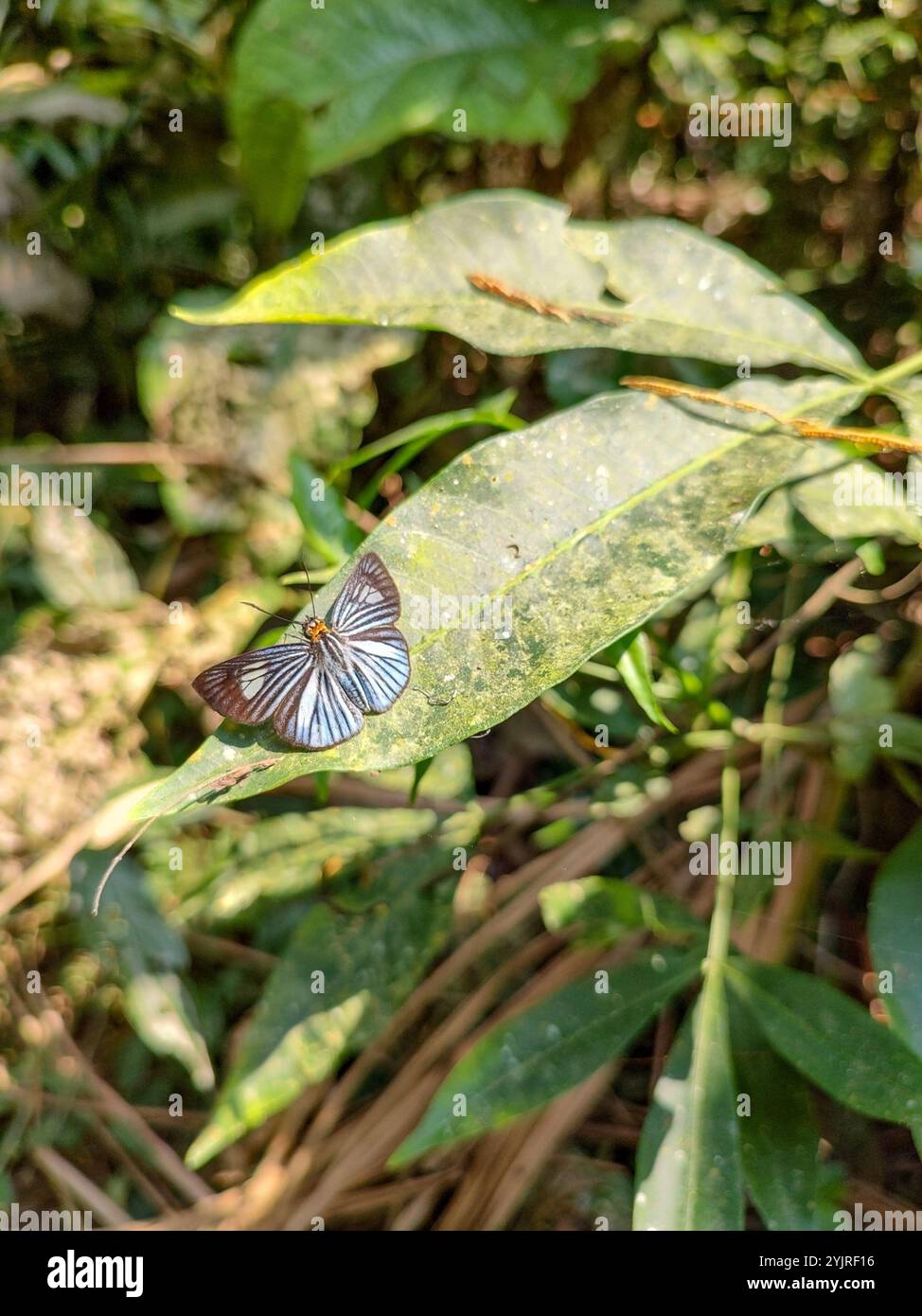 Pythonides hi-res stock photography and images - Alamy