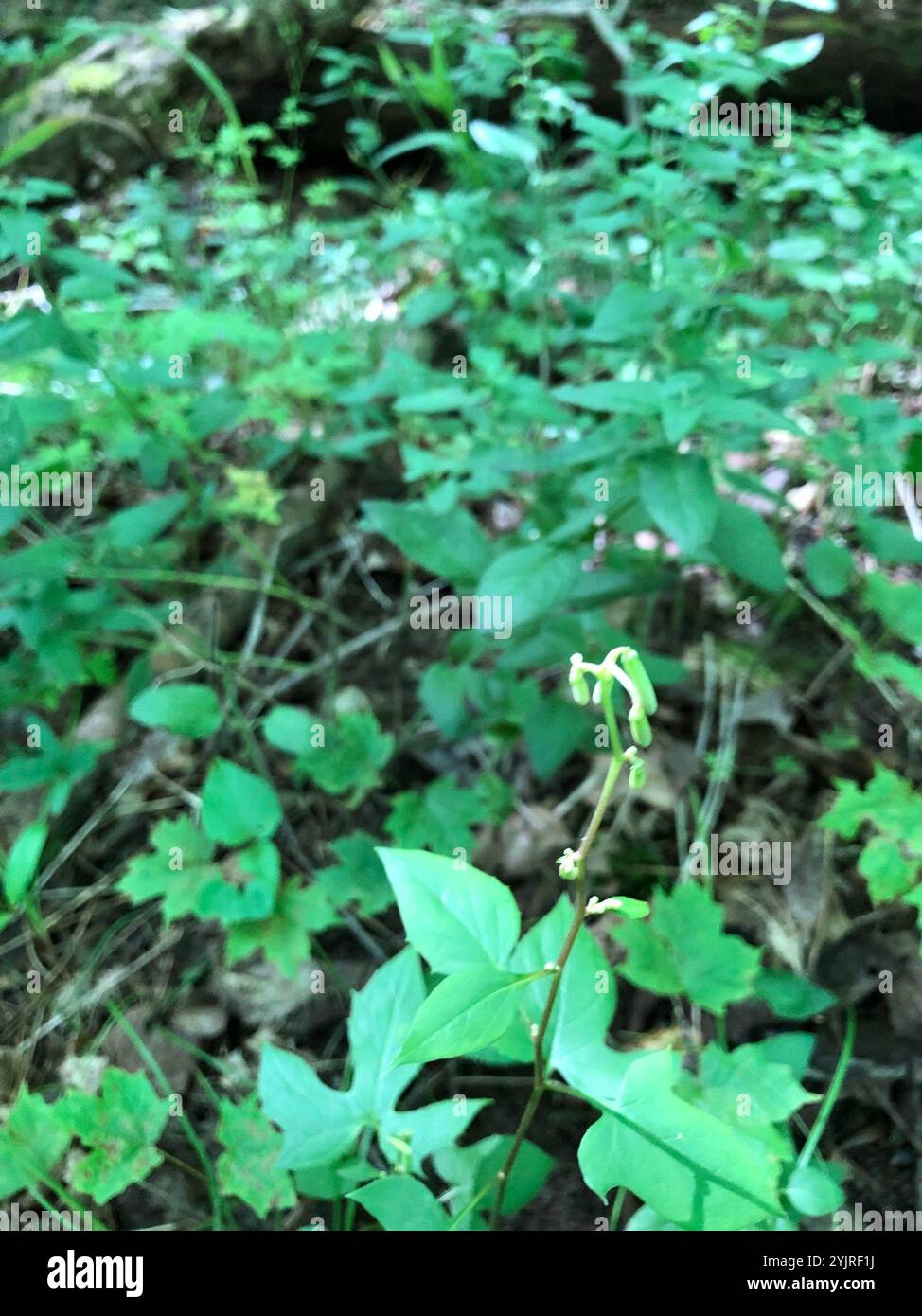 tall rattlesnake root (Nabalus altissimus Stock Photo - Alamy