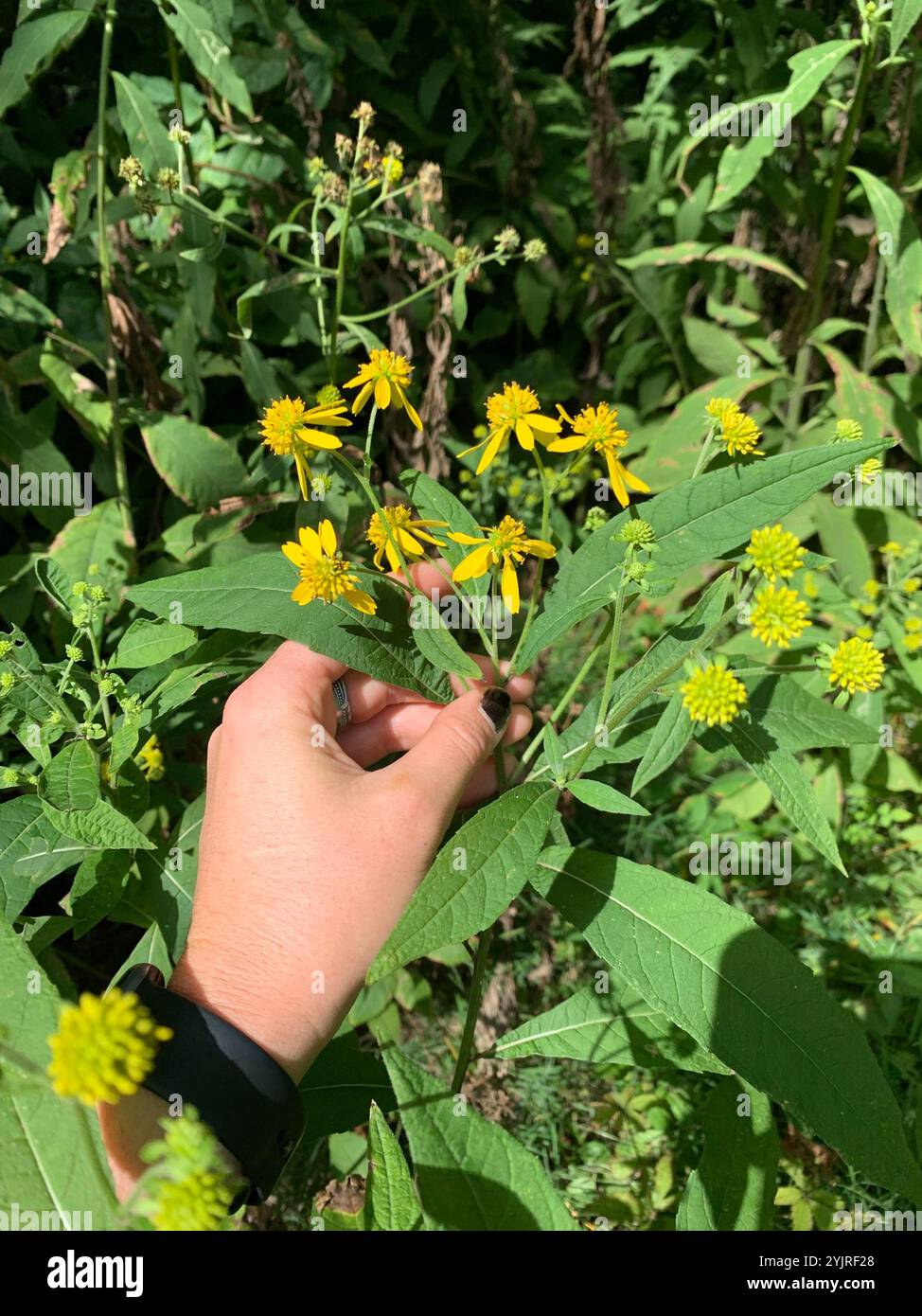 Wingstem (Verbesina alternifolia Stock Photo - Alamy