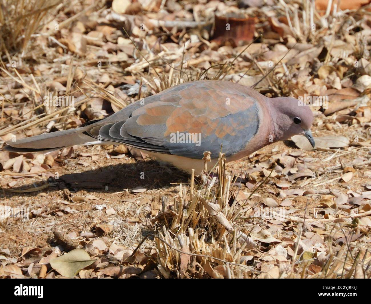 Southern Laughing Dove (Spilopelia senegalensis senegalensis Stock ...