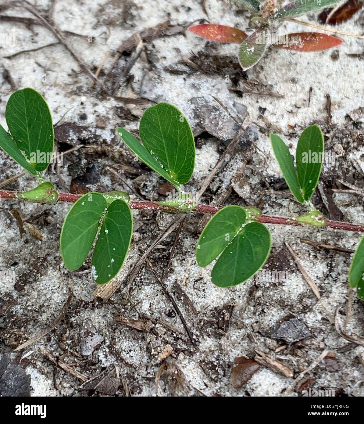 roundleaf sensitive pea (Chamaecrista rotundifolia Stock Photo - Alamy