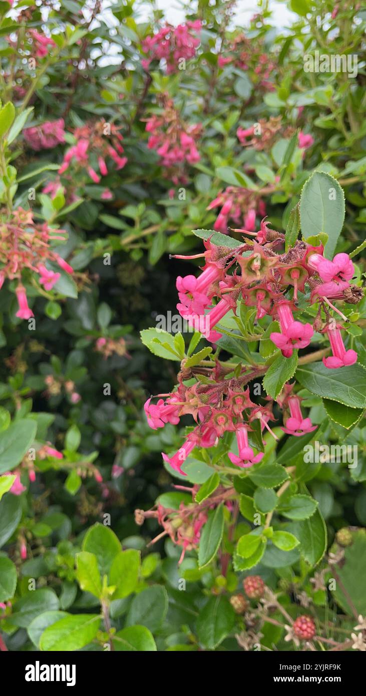 Escallonia rubra hi-res stock photography and images - Alamy