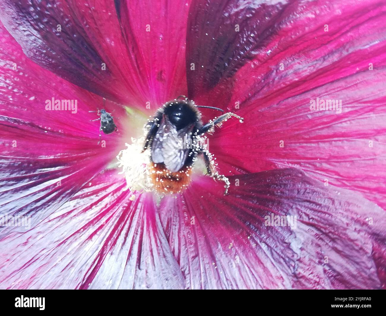 Red-tailed Bumble Bee (Bombus lapidarius Stock Photo - Alamy