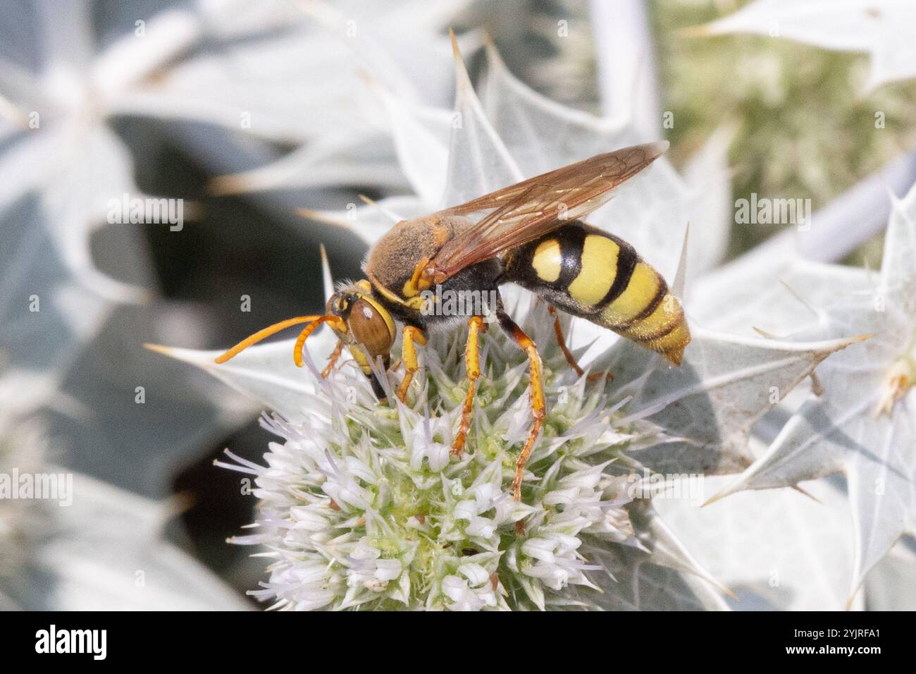 Stizus hi-res stock photography and images - Alamy