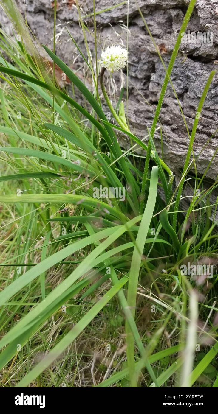 western false asphodel (Triantha occidentalis Stock Photo - Alamy