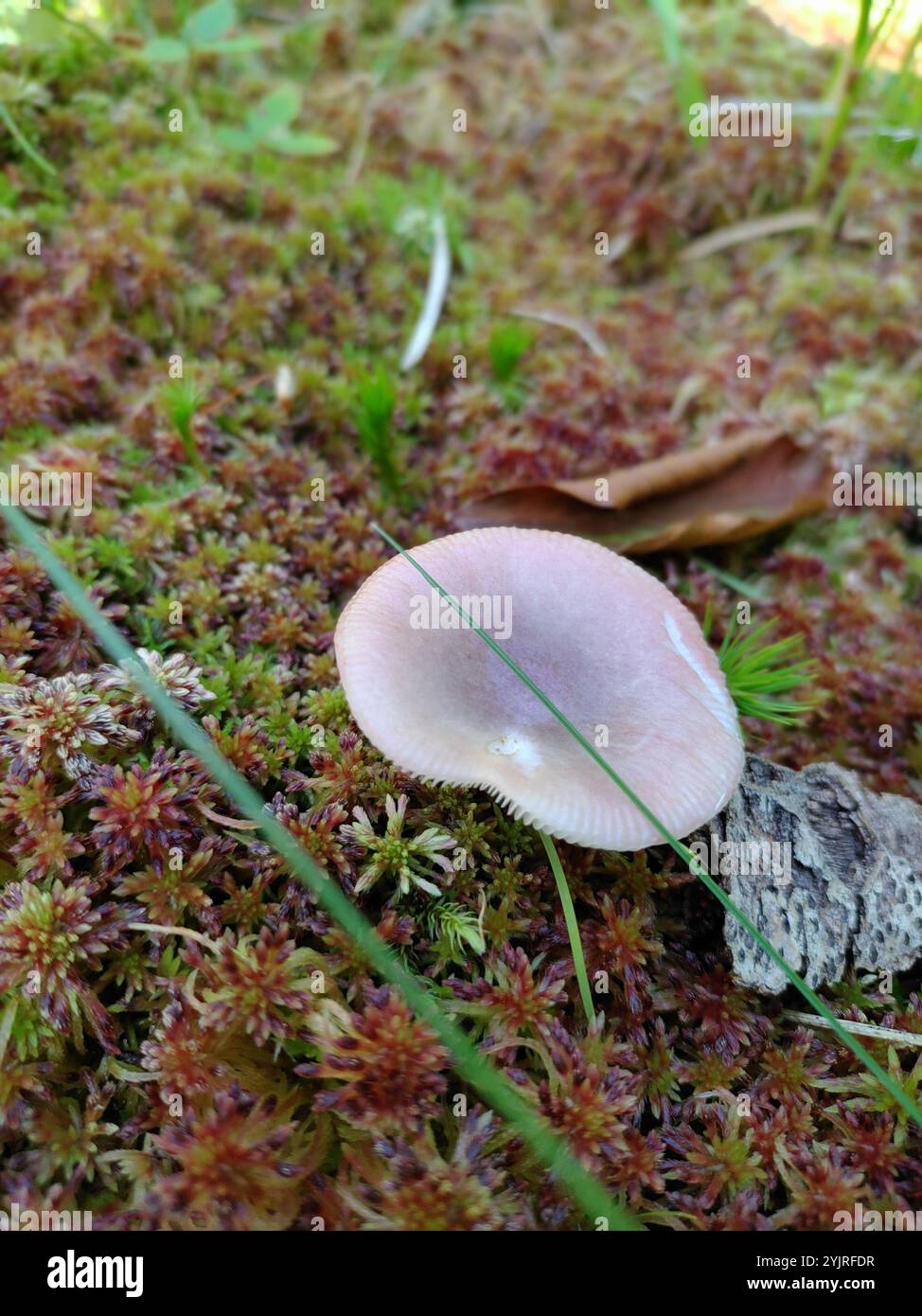 Fragile Brittlegill (Russula fragilis Stock Photo - Alamy