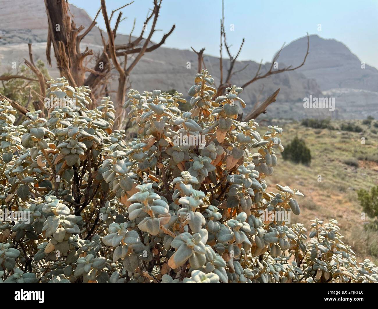 Roundleaf buffaloberry (Shepherdia rotundifolia Stock Photo - Alamy
