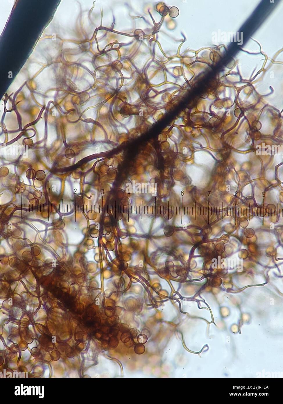 Comatricha elegans hi-res stock photography and images - Alamy