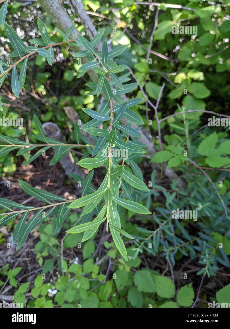 Purple Willow (Salix purpurea Stock Photo - Alamy