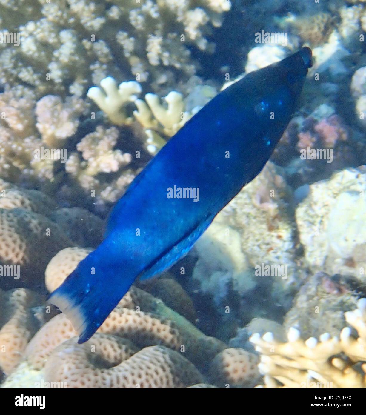 Fourline Wrasse (Larabicus quadrilineatus Stock Photo - Alamy