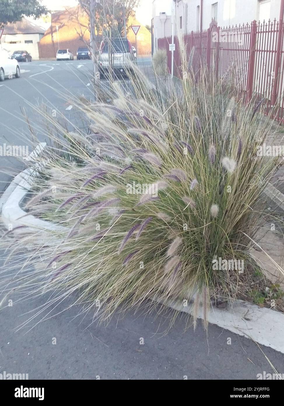 Fountain Grass (Cenchrus setaceus Stock Photo - Alamy