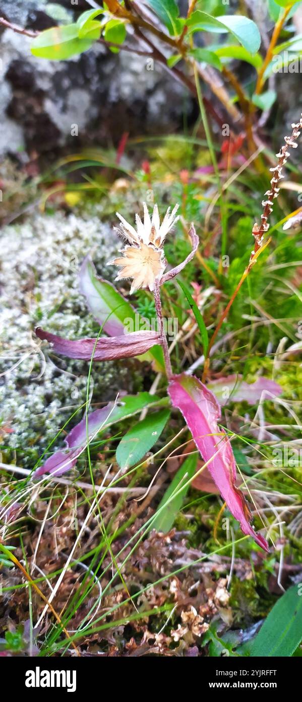 Alpine Saw-wort (Saussurea alpina Stock Photo - Alamy