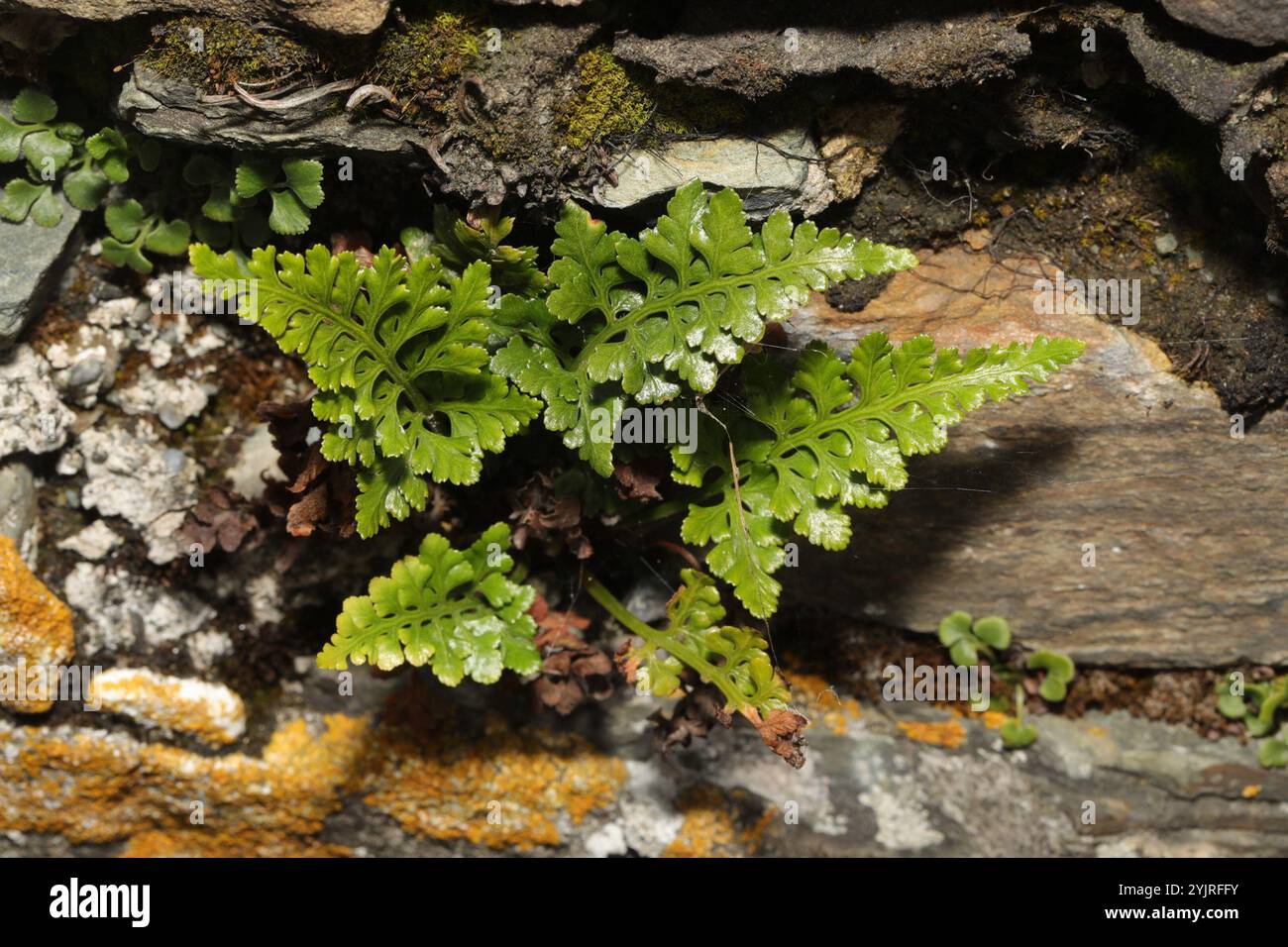 black spleenwort (Asplenium adiantum-nigrum Stock Photo - Alamy