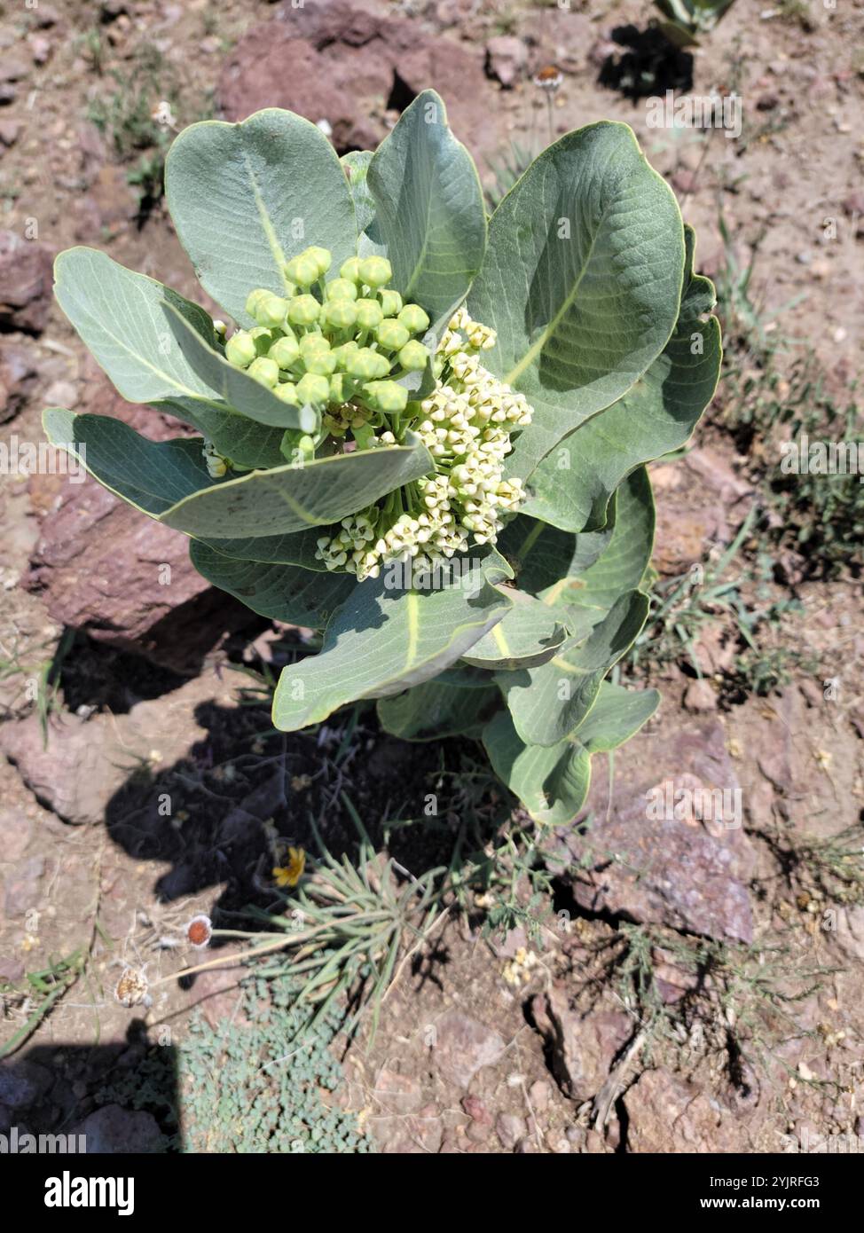 broadleaf milkweed (Asclepias latifolia Stock Photo - Alamy