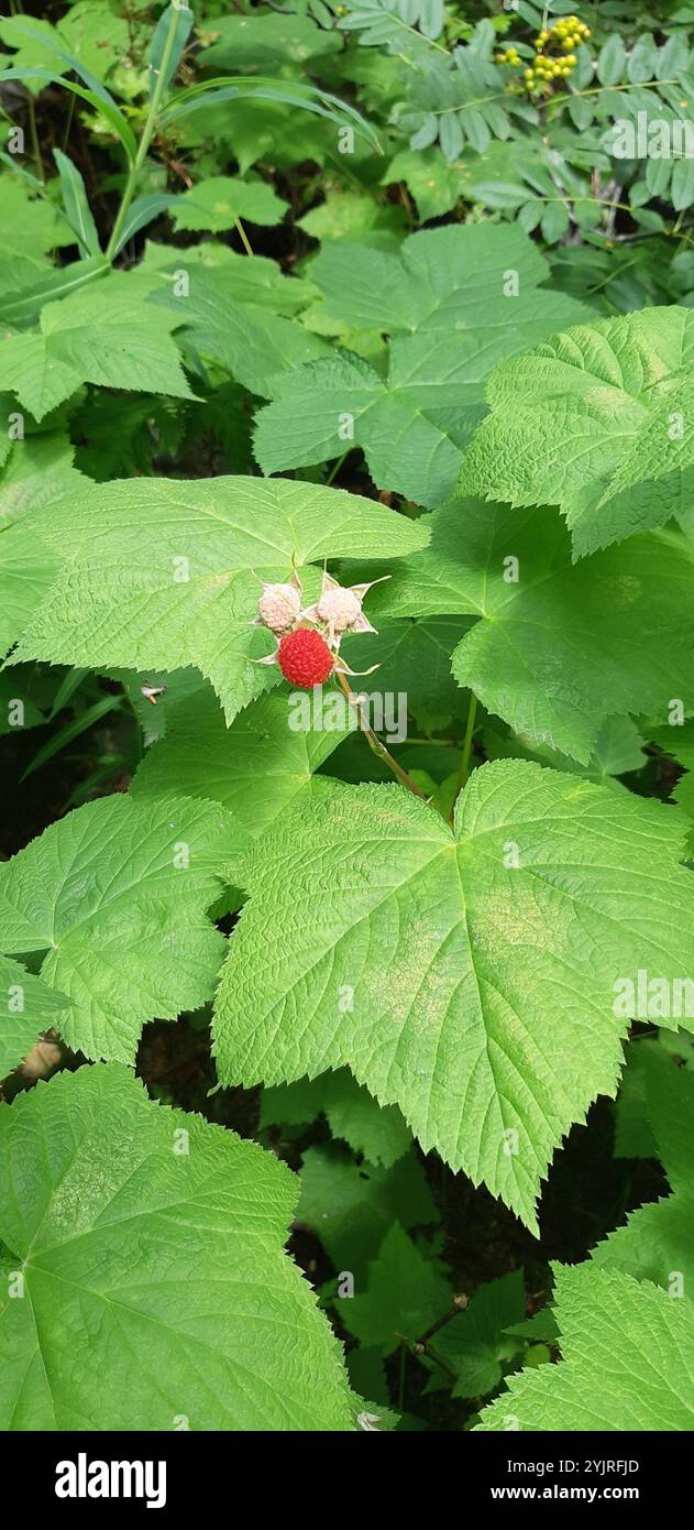 thimbleberry (Rubus parviflorus Stock Photo - Alamy