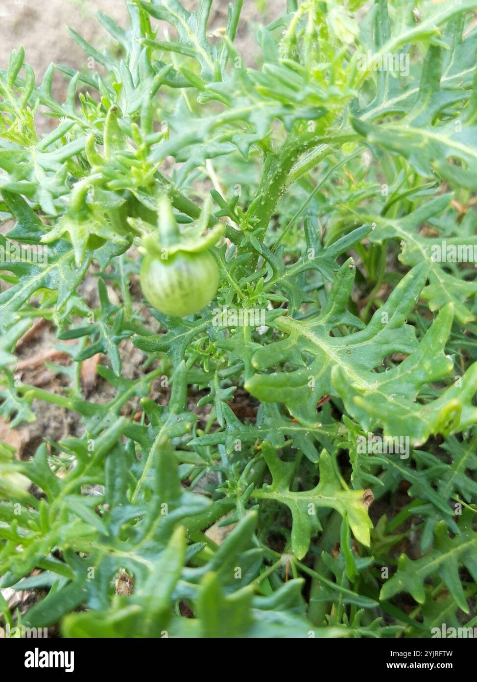 Cutleaf Nightshade (Solanum triflorum Stock Photo - Alamy