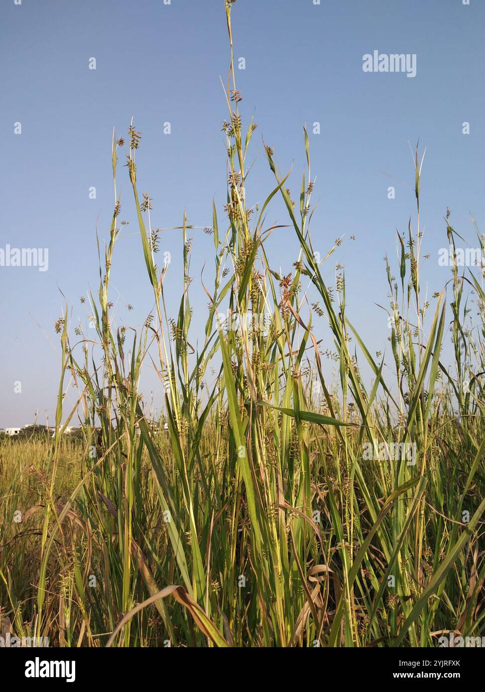 Coix lacryma hi-res stock photography and images - Alamy