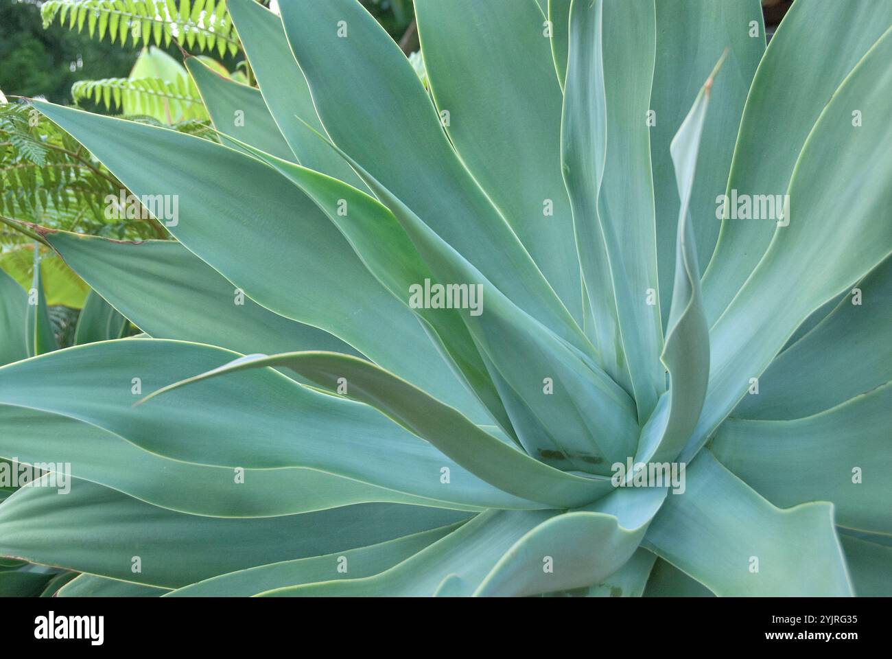 Agave Agave attenuata, attenuata Agave Agave Stock Photo - Alamy