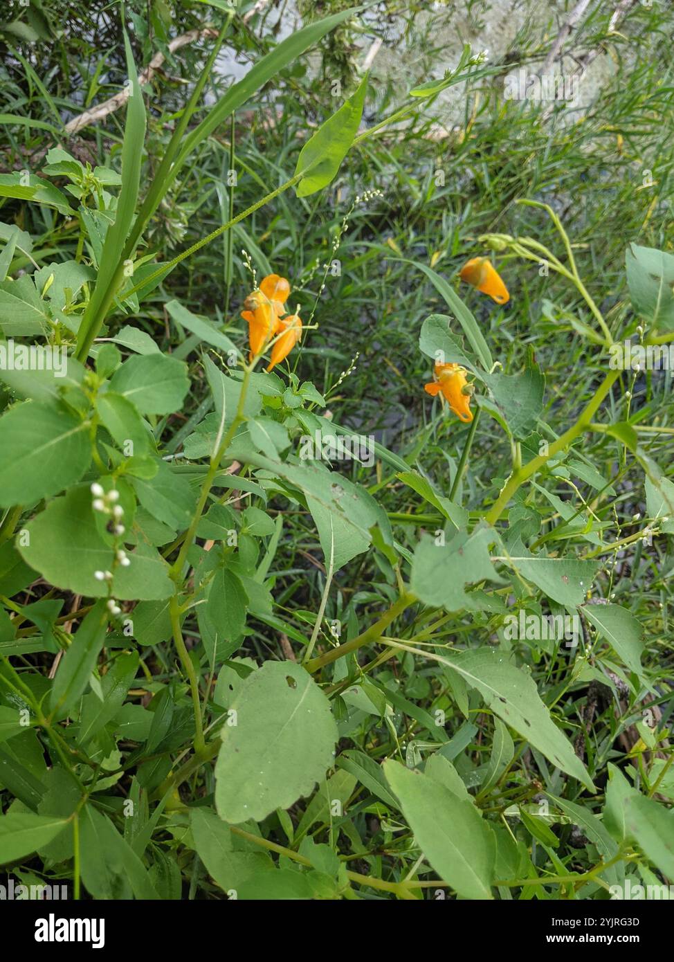 common jewelweed (Impatiens capensis Stock Photo - Alamy