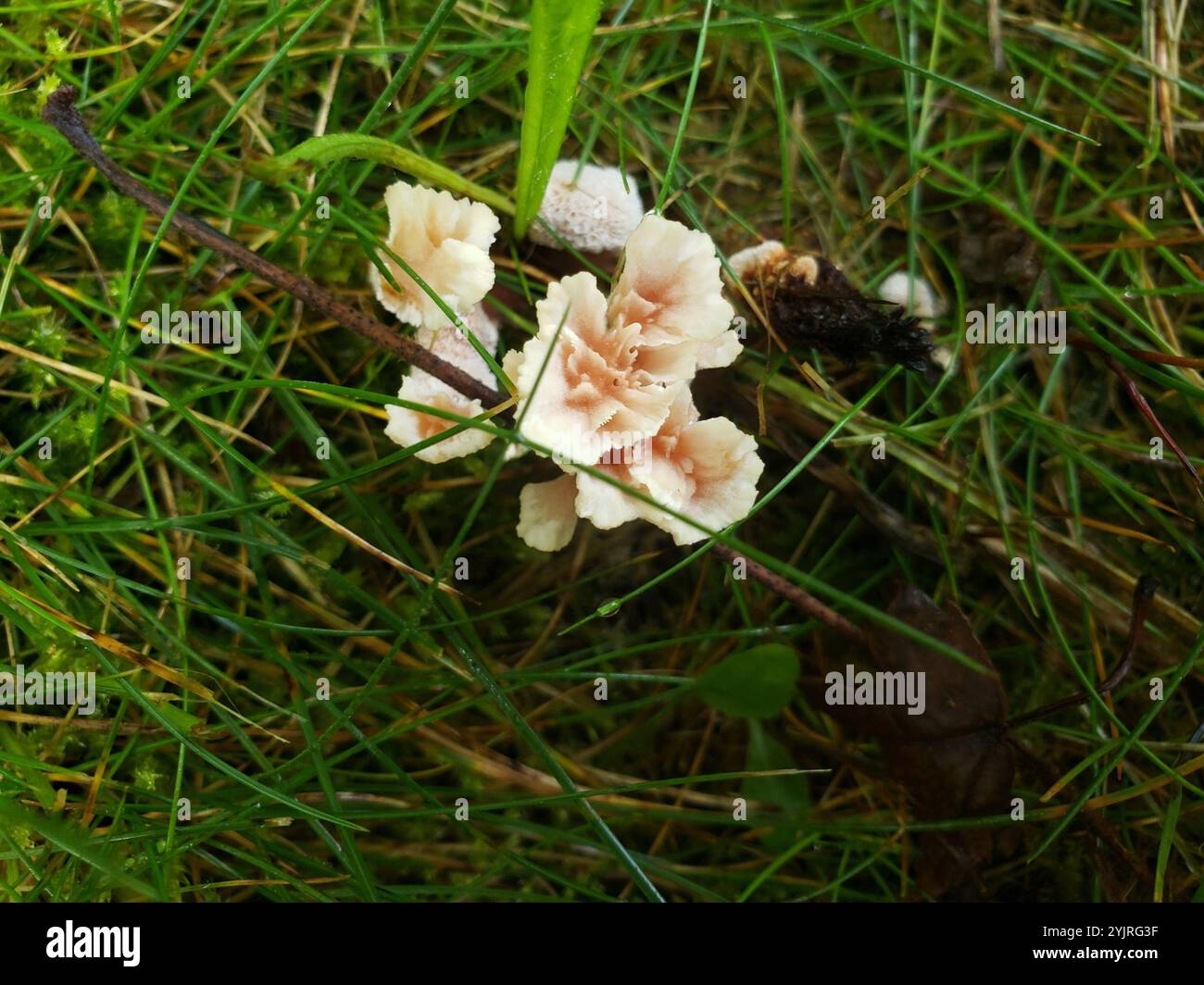 Blushing Rosette (Abortiporus biennis Stock Photo - Alamy