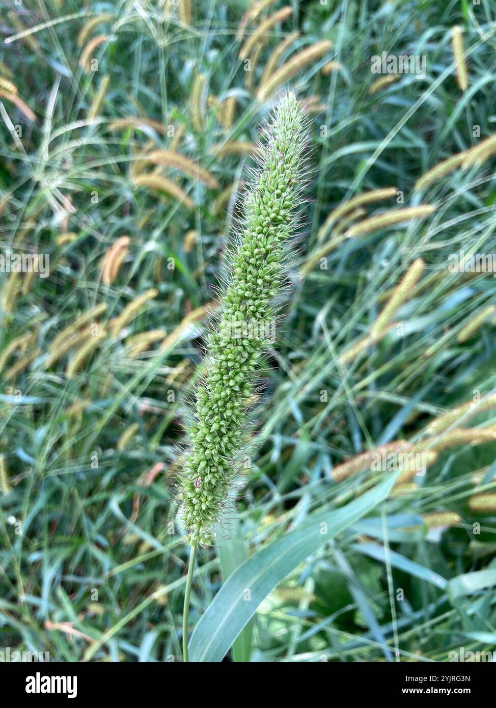 giant foxtail (Setaria faberi Stock Photo - Alamy