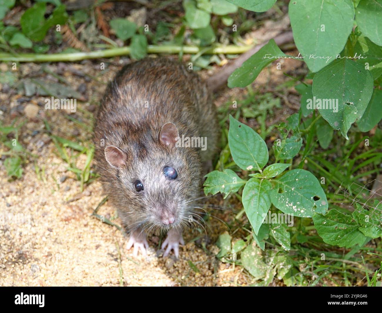 Brown Rat (Rattus norvegicus Stock Photo - Alamy
