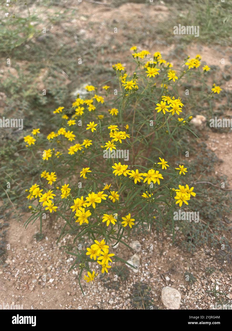 Chinchweed (Pectis papposa Stock Photo - Alamy
