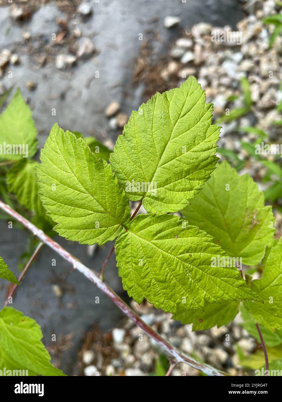 black raspberry (Rubus occidentalis Stock Photo - Alamy