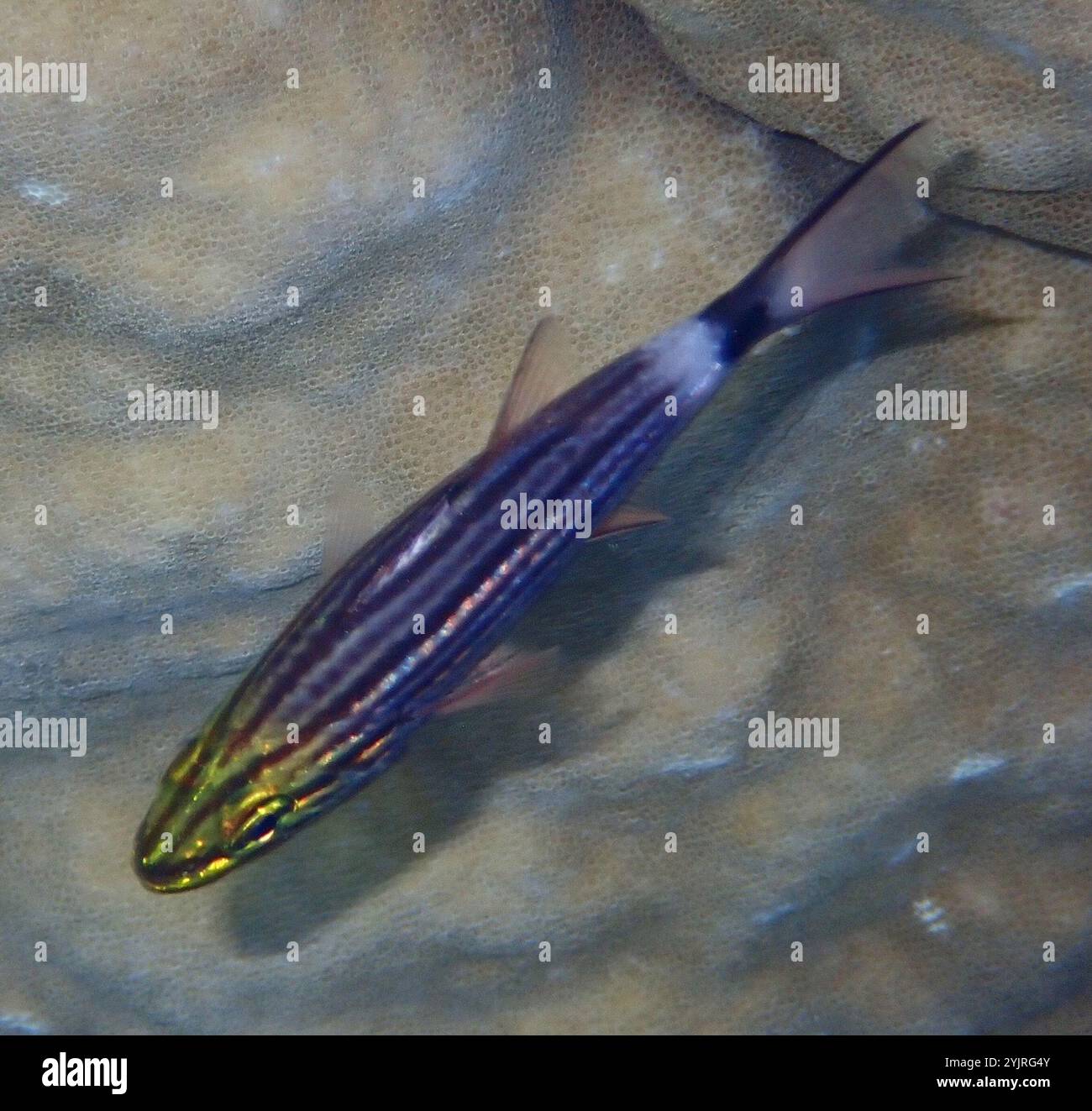 Tiger Cardinalfish (Cheilodipterus macrodon Stock Photo - Alamy