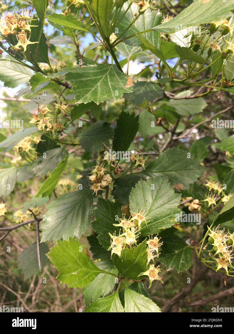 Glabrous-fruit Fireberry Hawthorn (Crataegus chrysocarpa phoeniceoides ...