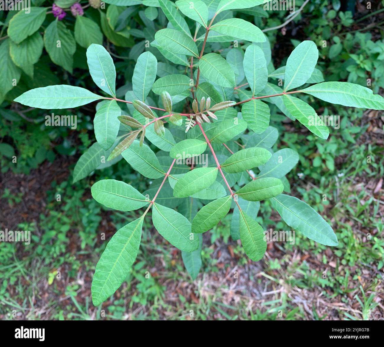 Brazilian pepper (Schinus terebinthifolia Stock Photo - Alamy