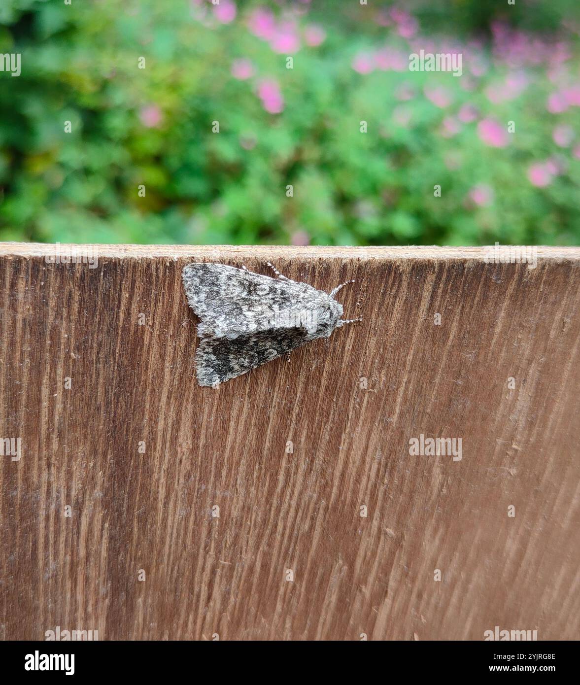 Poplar Grey (Acronicta megacephala Stock Photo - Alamy