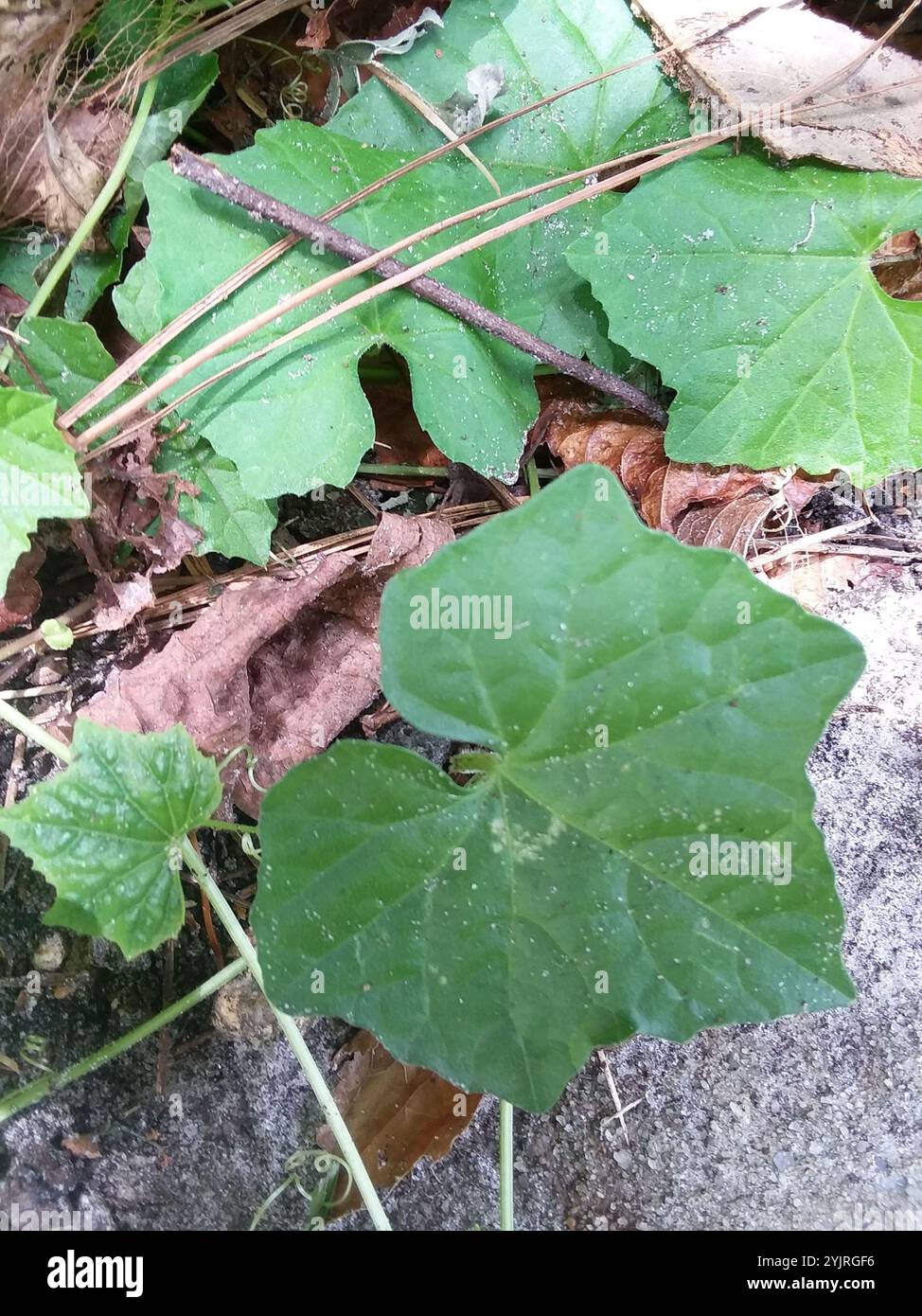 creeping cucumber (Melothria pendula Stock Photo - Alamy