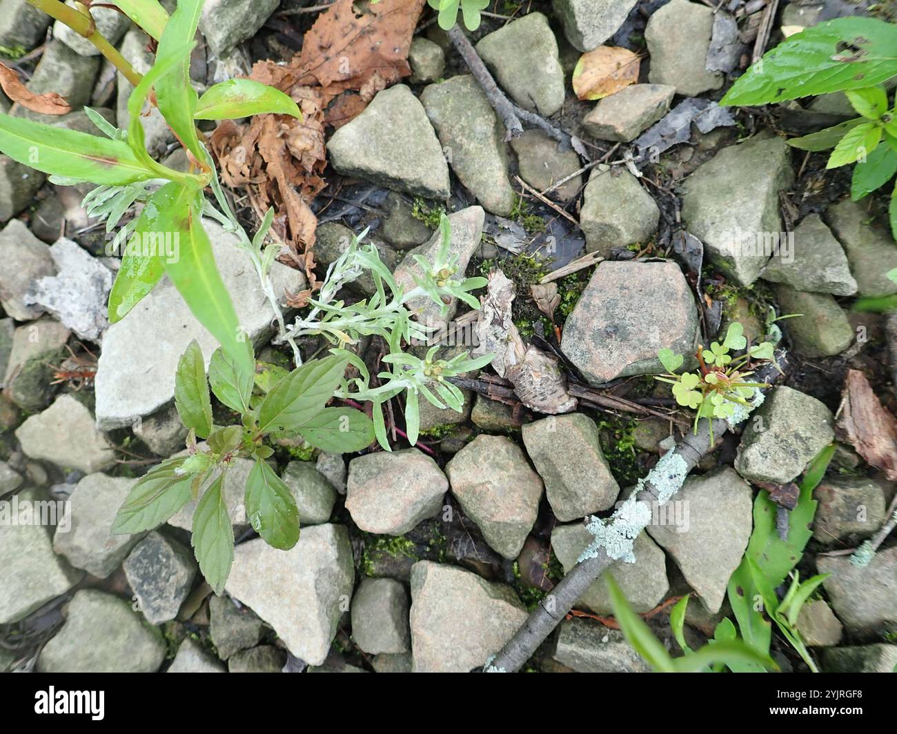 Marsh cudweed hi-res stock photography and images - Alamy