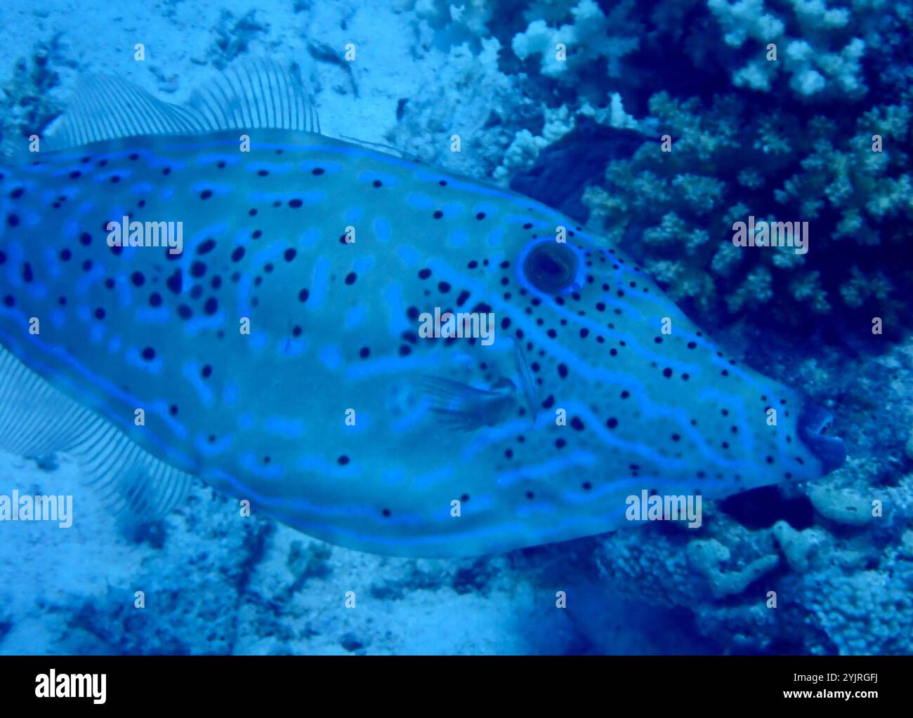 Scrawled Filefish (Aluterus scriptus Stock Photo - Alamy