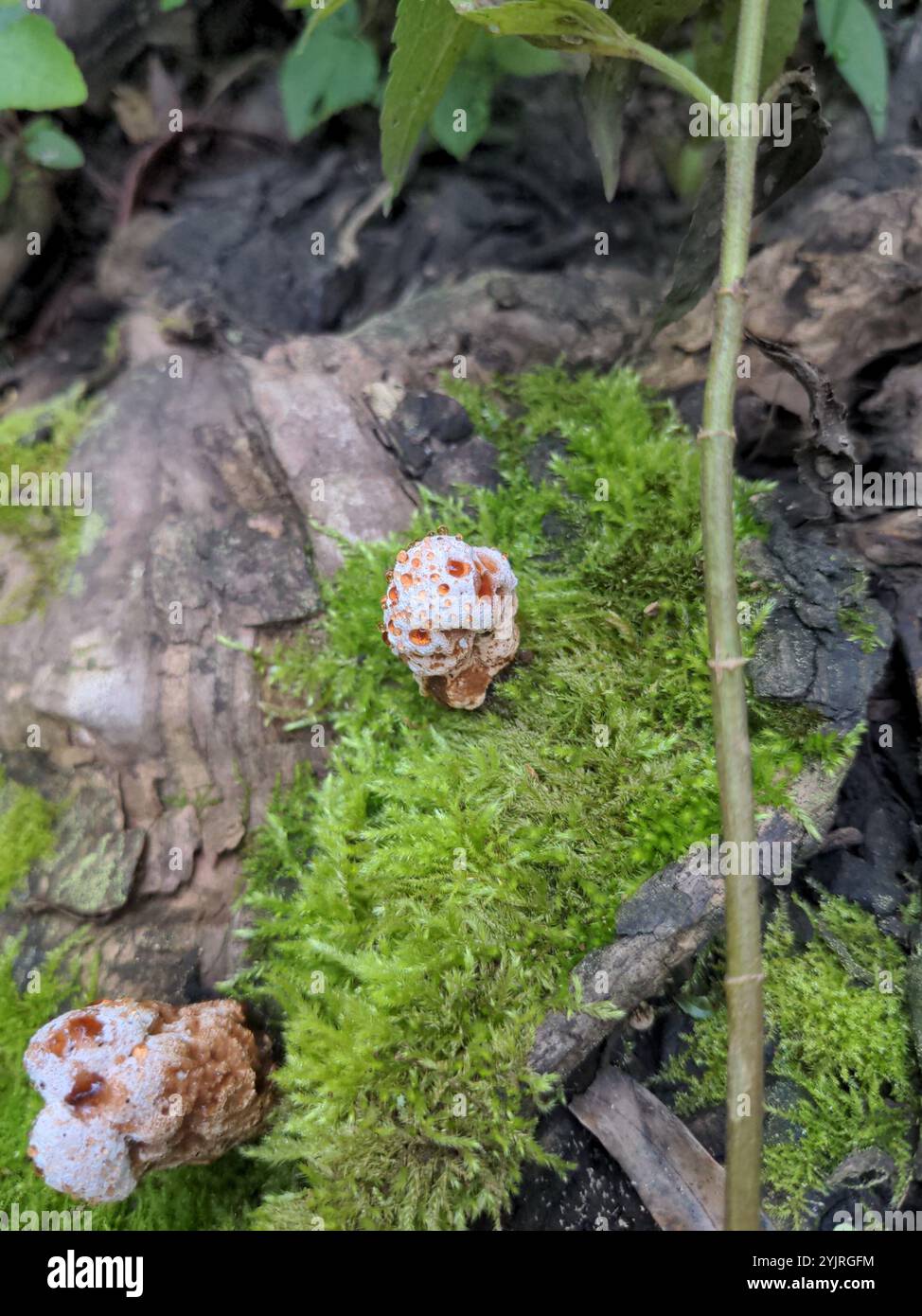Blushing Rosette (Abortiporus biennis Stock Photo - Alamy