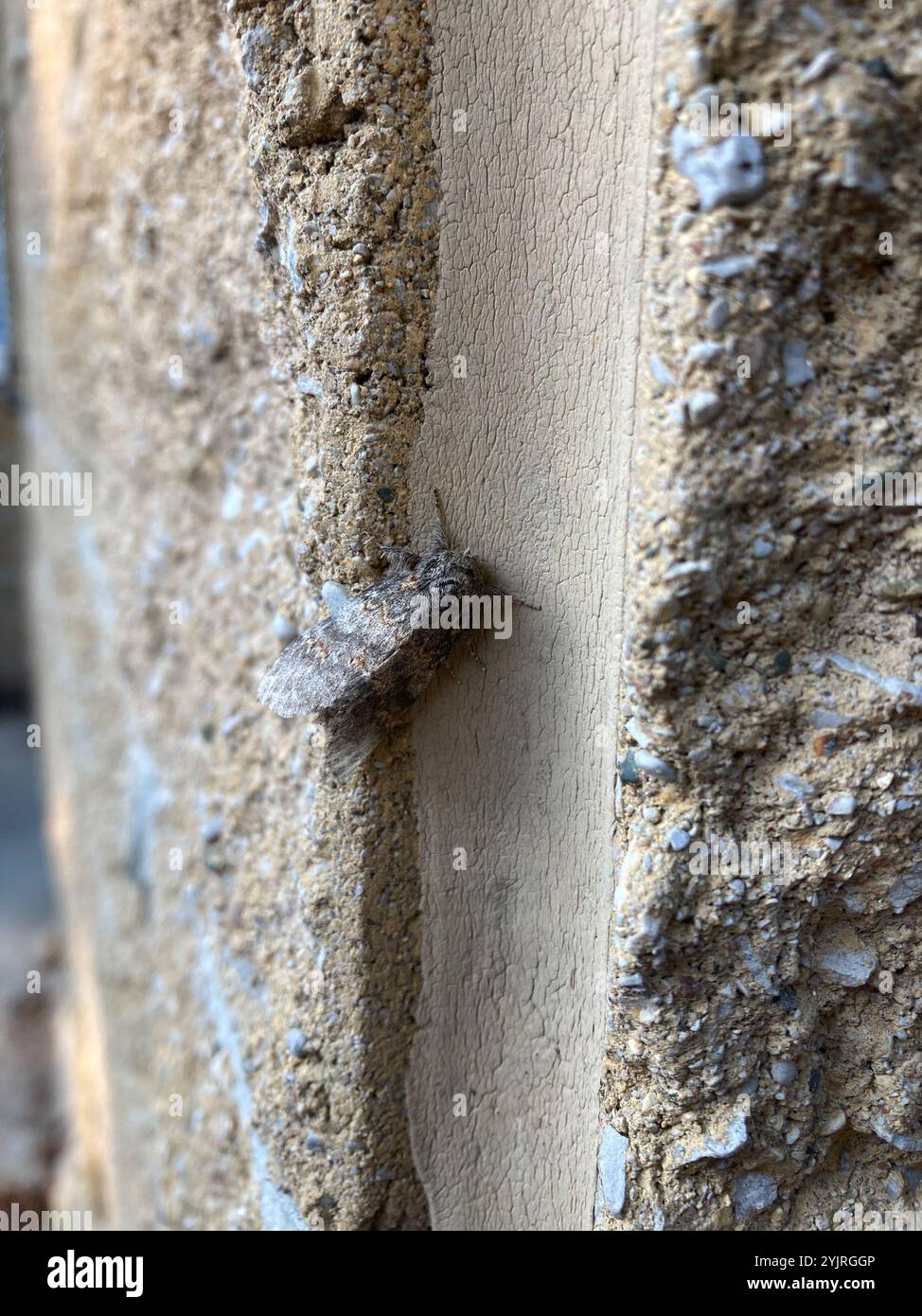 Angulose Prominent (Peridea angulosa Stock Photo - Alamy