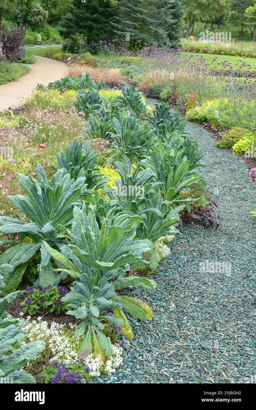Toskanischer Palmkohl Brassica oleracea Nero di Toscana, Tuscan Palm ...