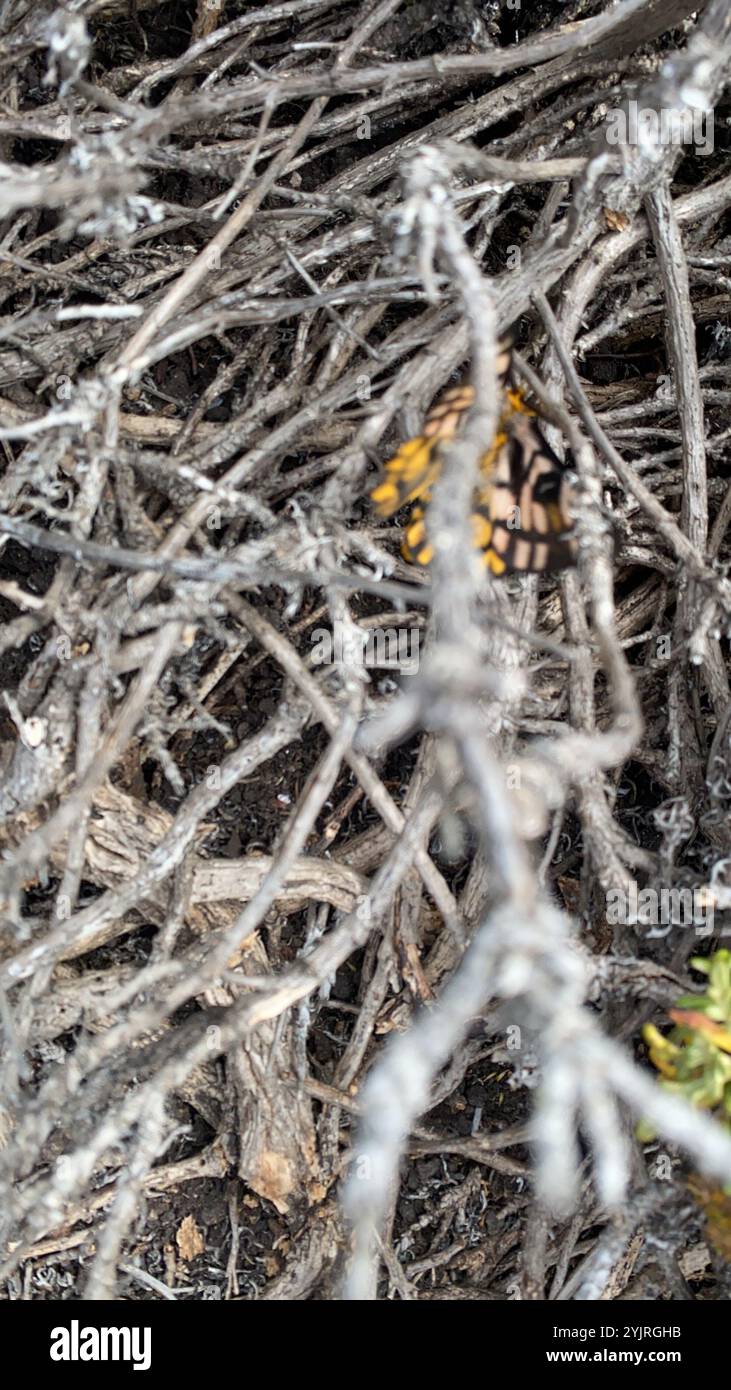 Western Sheep Moth (Hemileuca eglanterina Stock Photo - Alamy