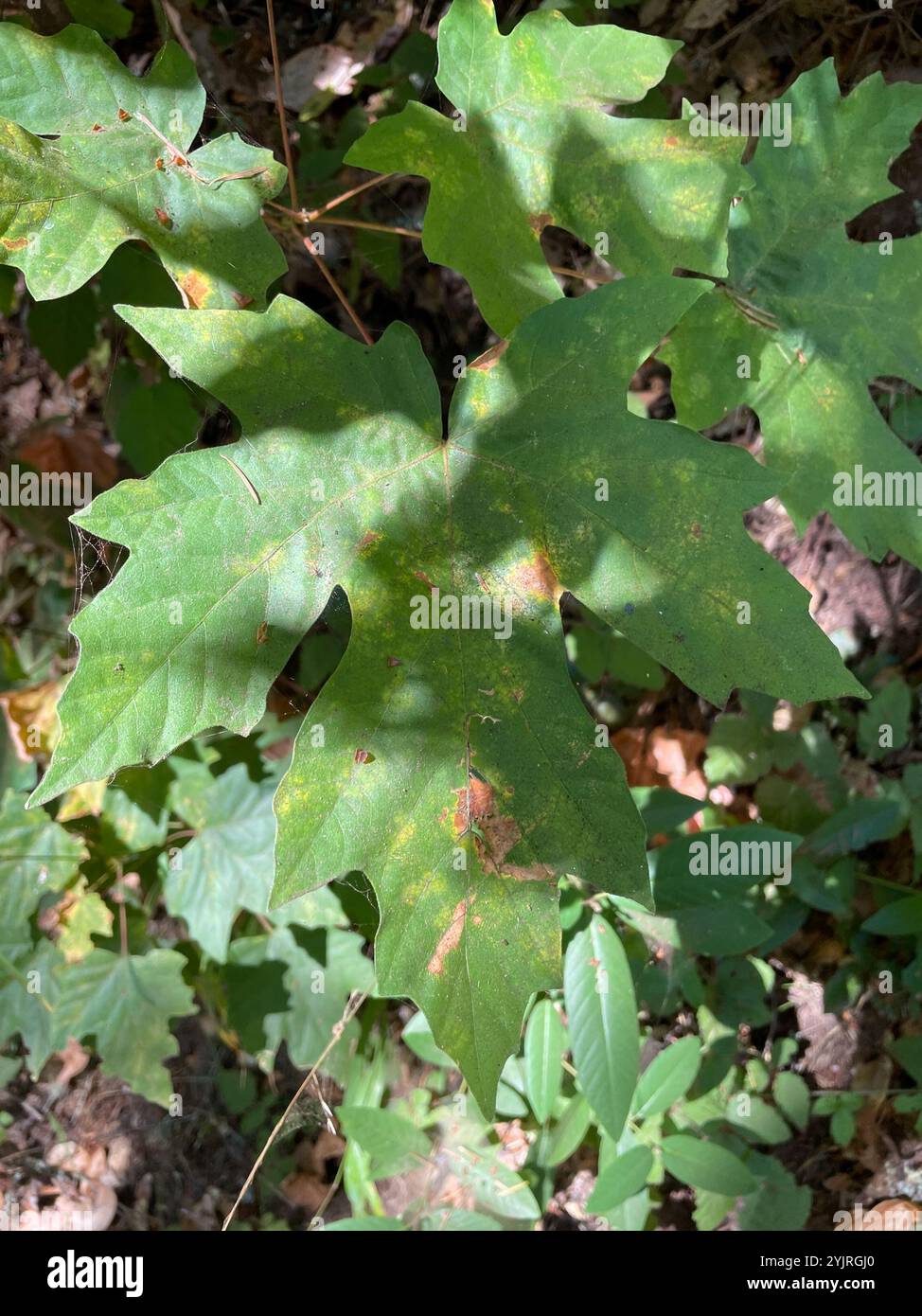 bigleaf maple (Acer macrophyllum Stock Photo - Alamy