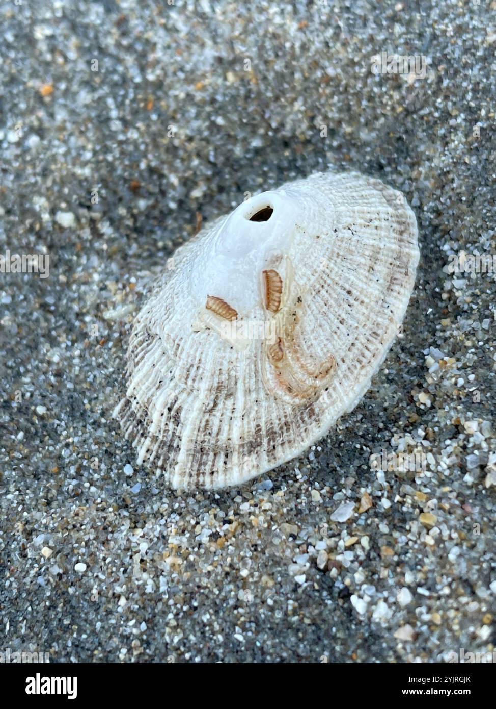 Rough keyhole limpet hi-res stock photography and images - Alamy