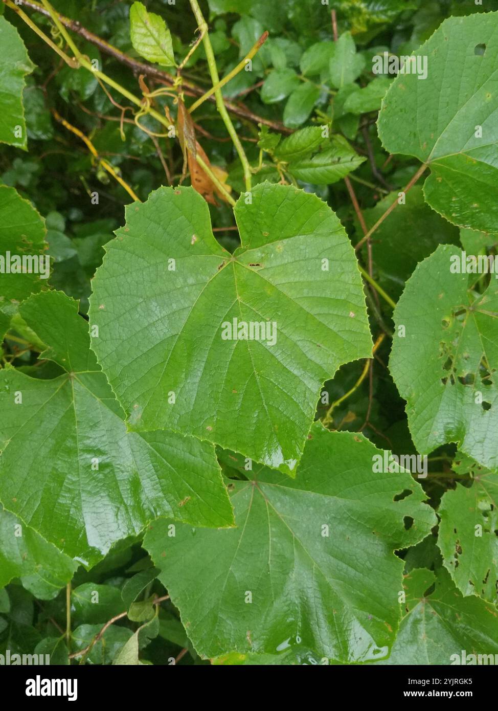 fox grape (Vitis labrusca Stock Photo - Alamy fox grape (Vitis labrusca Stock Photo - Alamy