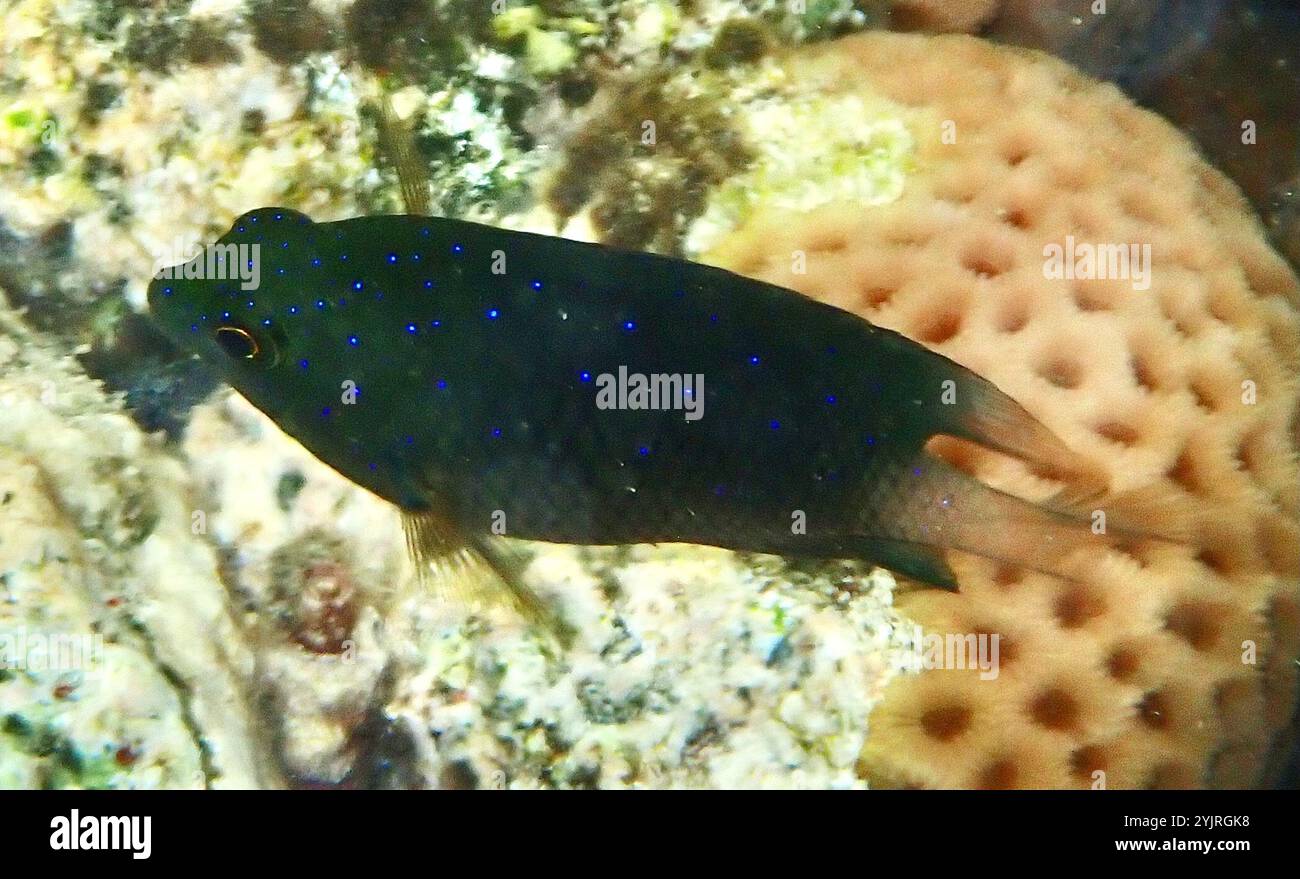 Jewel Damsel (Stegastes lacrymatus Stock Photo - Alamy