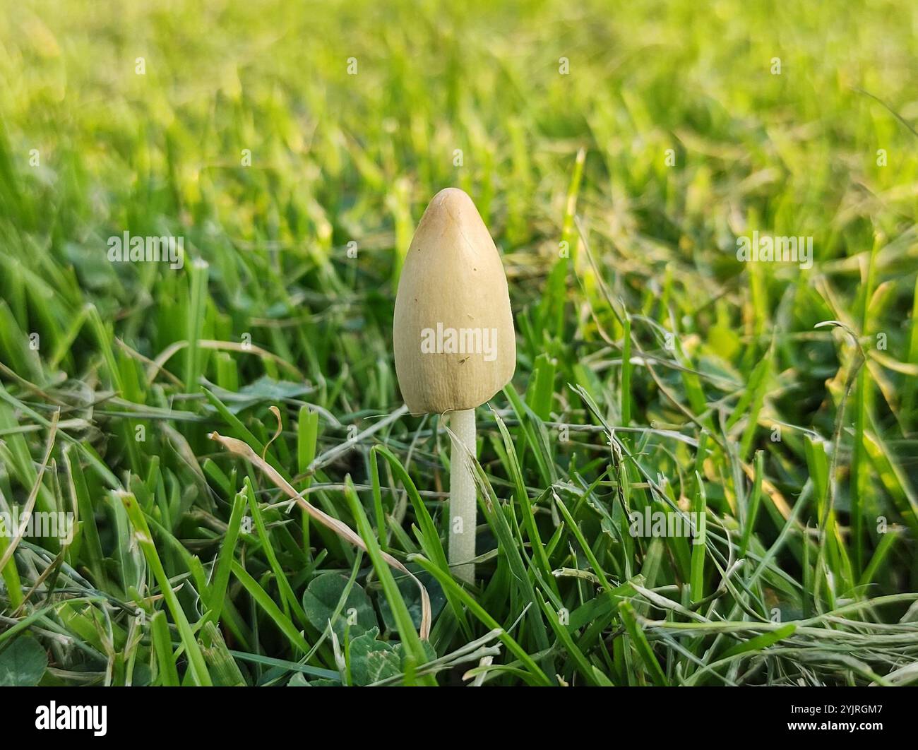 milky conecap (Conocybe apala Stock Photo - Alamy