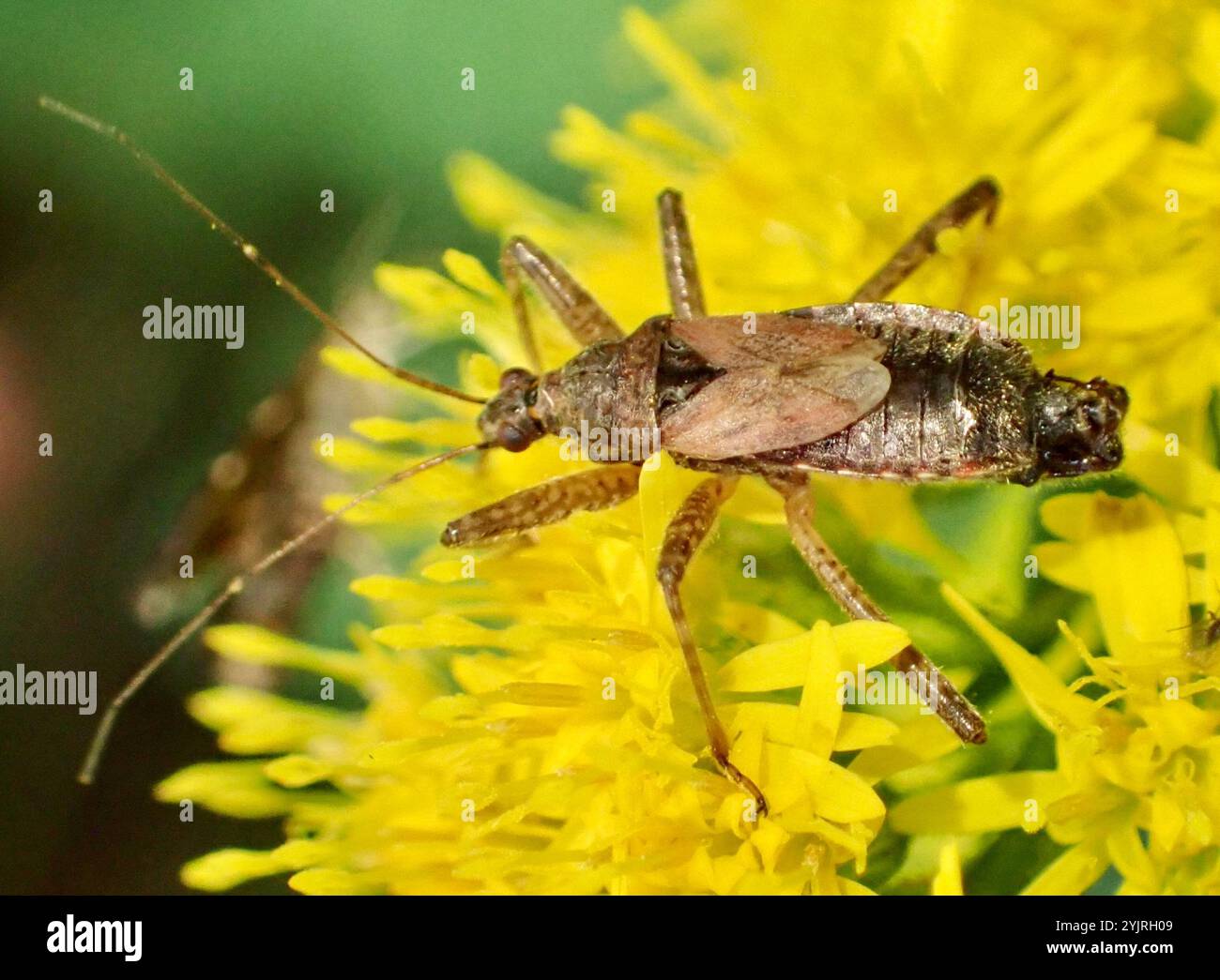 Tree Damsel Bug (Himacerus apterus Stock Photo - Alamy